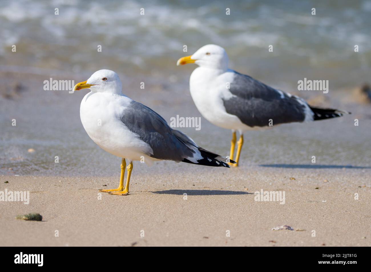Beautiful ocean animals hi-res stock photography and images - Alamy