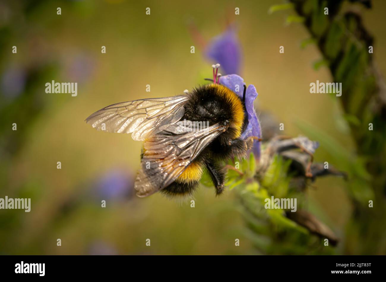A bee collecting nectar from a flower with his head inside Stock Photo ...