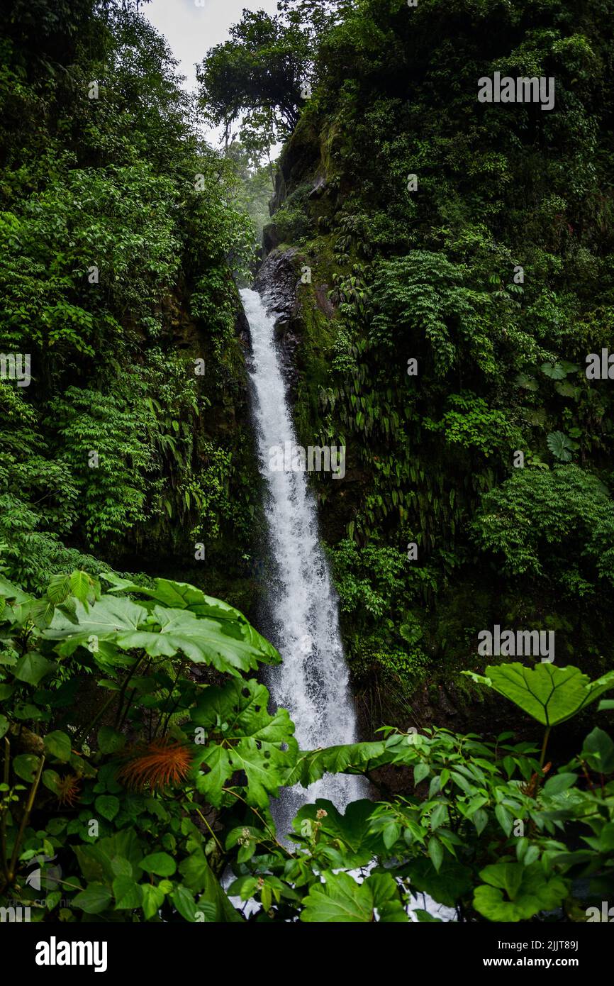 A waterfall and vibrant rainforest in Oahu, Hawaii Stock Photo - Alamy