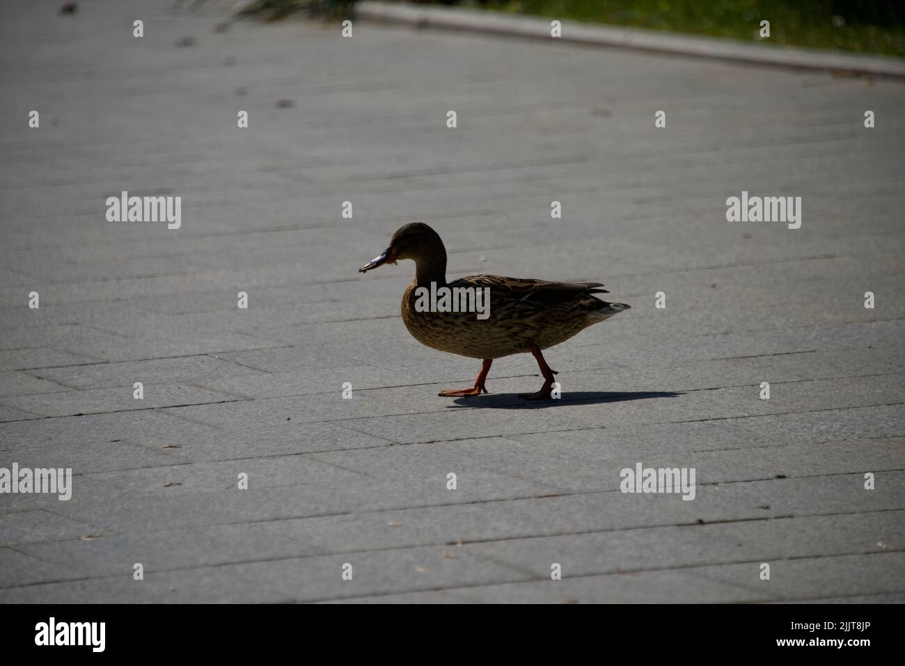 Walking on ground close hi-res stock photography and images - Alamy