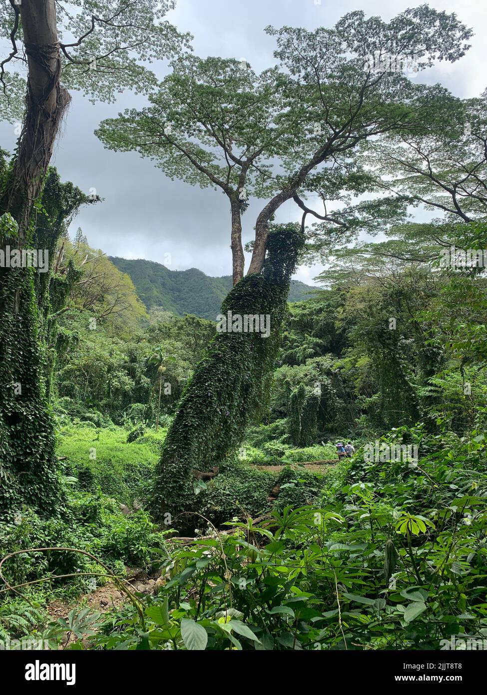 A vibrant green rainforest and volcanic mountains of Oahu, Hawaii Stock ...