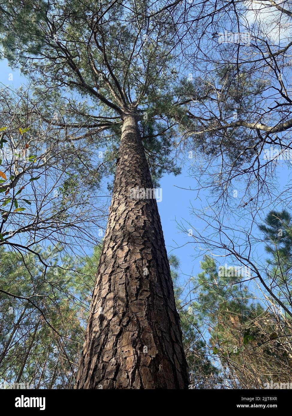 A view upward to blue sky and branches of large loblolly pine tree in ...