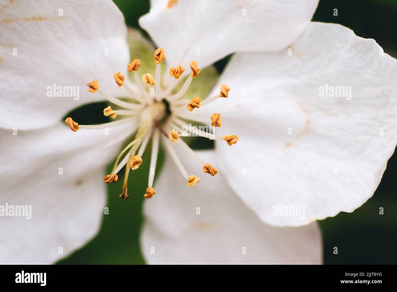White apple tree hi-res stock photography and images - Alamy