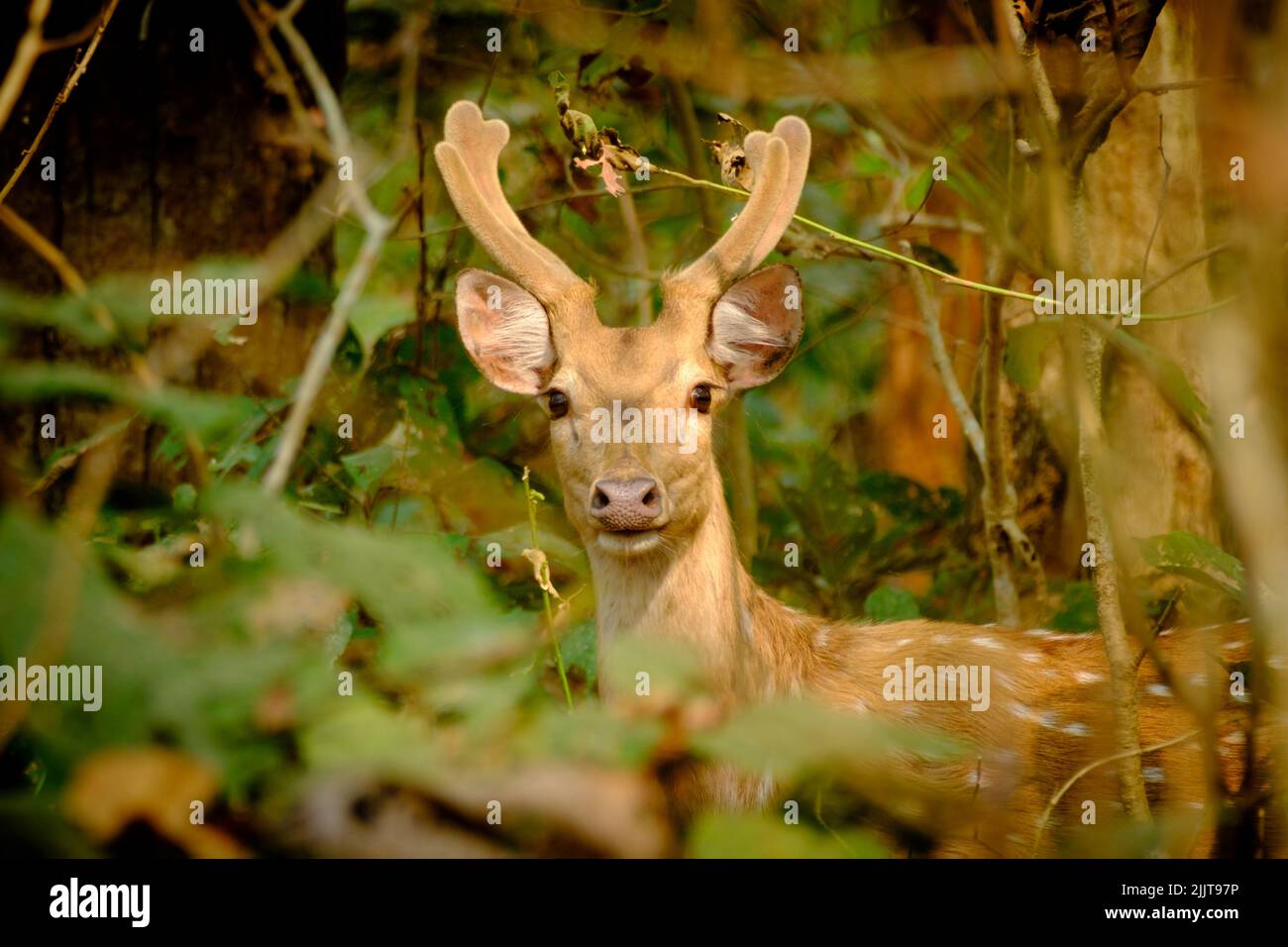 An adolescent male spotted deer hiding in the long grass in Chitwan ...