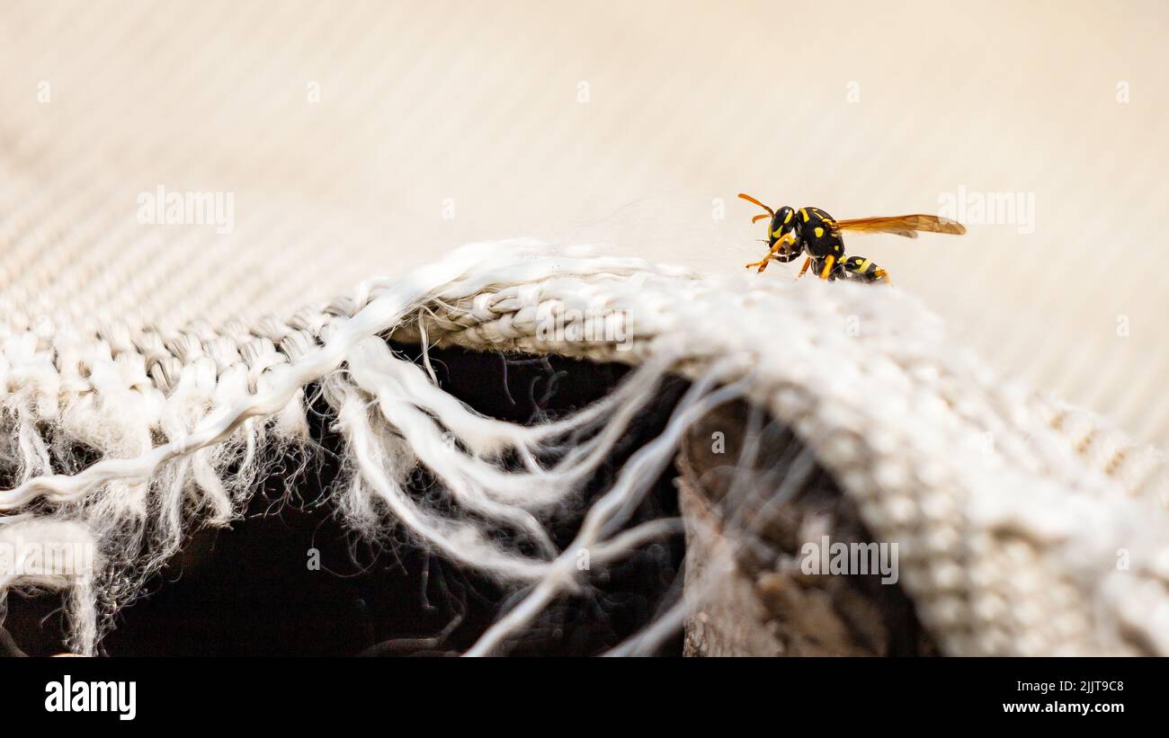 A small bee perched on a fabric texture in a blurred background Stock ...