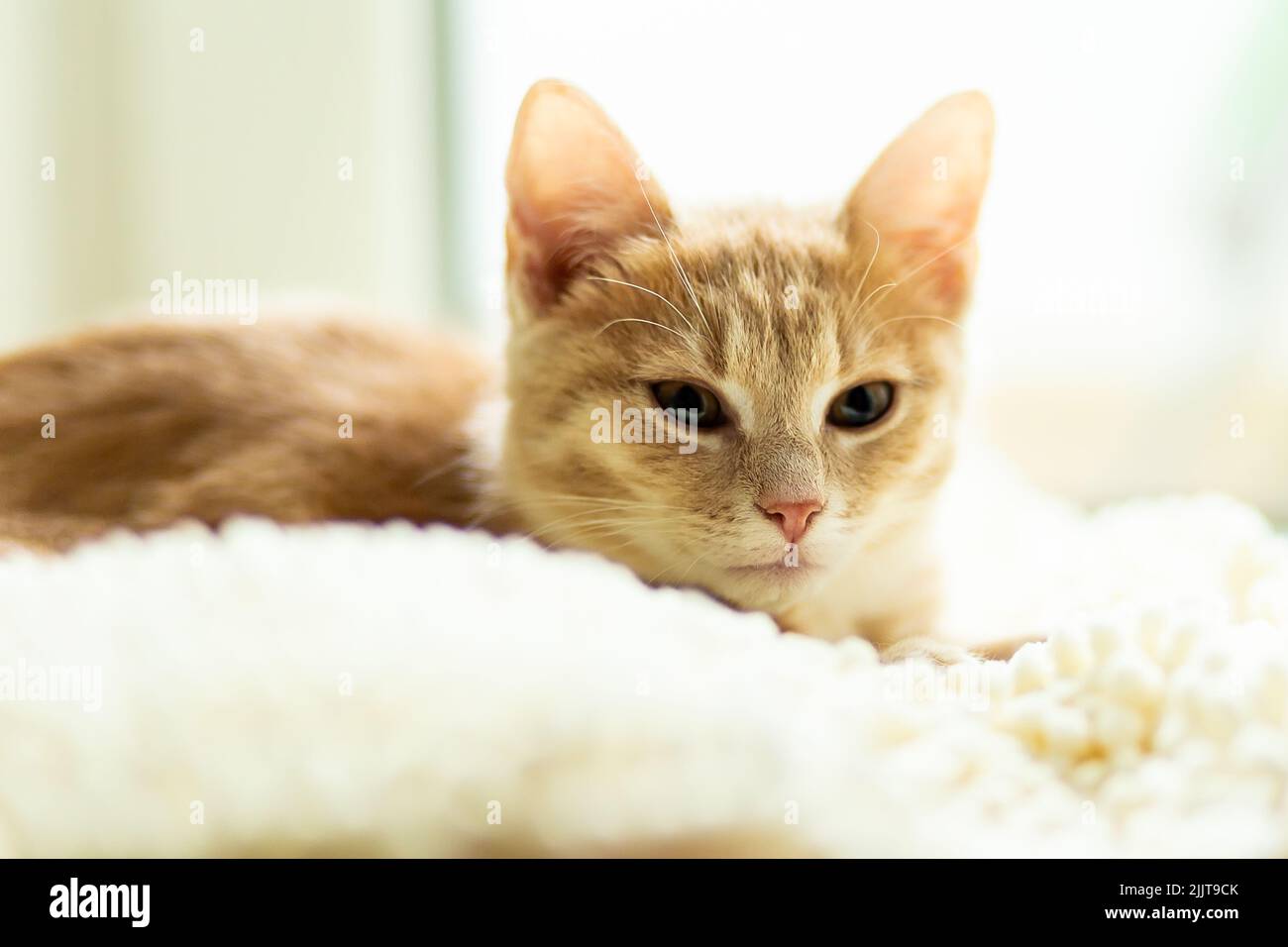 Red tabby hi-res stock photography and images - Alamy