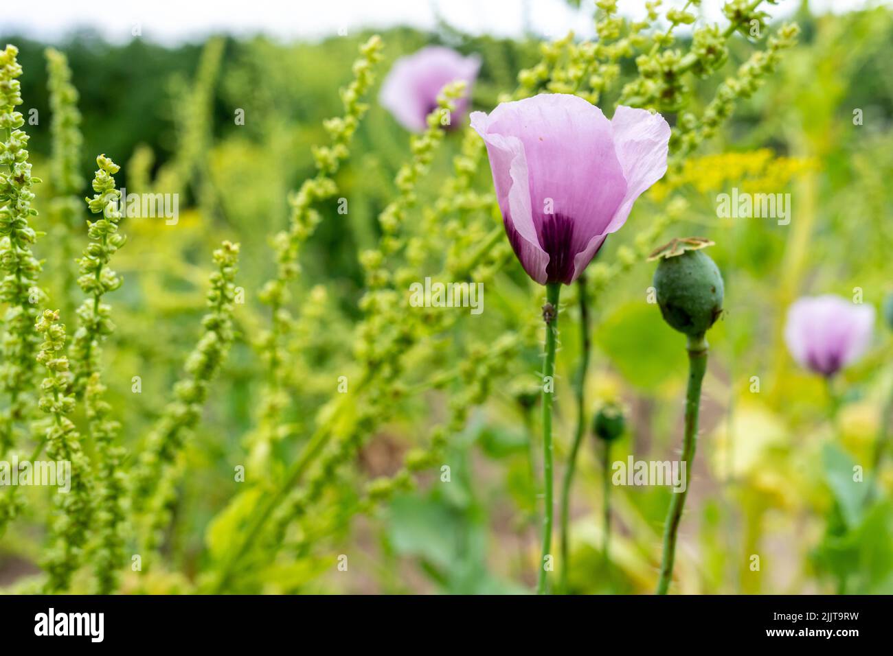 Purple poppy flower on a background of various greens. Soft focus and ...