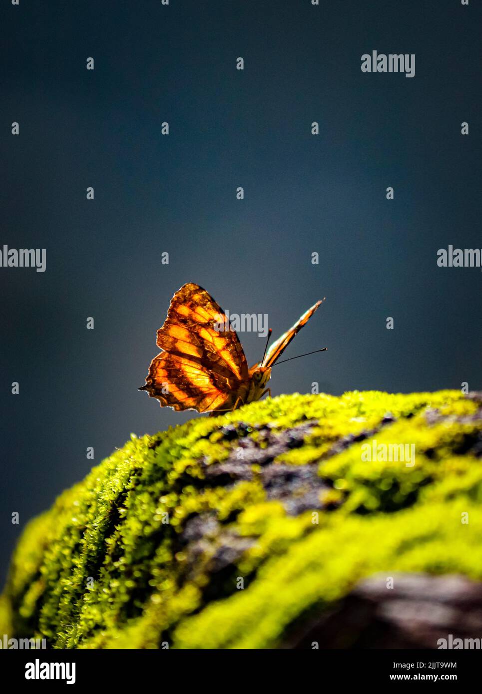 Wings lepidoptera hi-res stock photography and images - Alamy