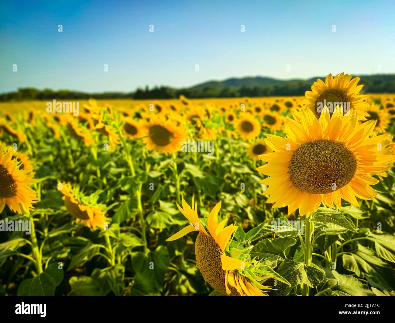 A beautiful shot of a sunflower field in the daytime. Perfect for ...