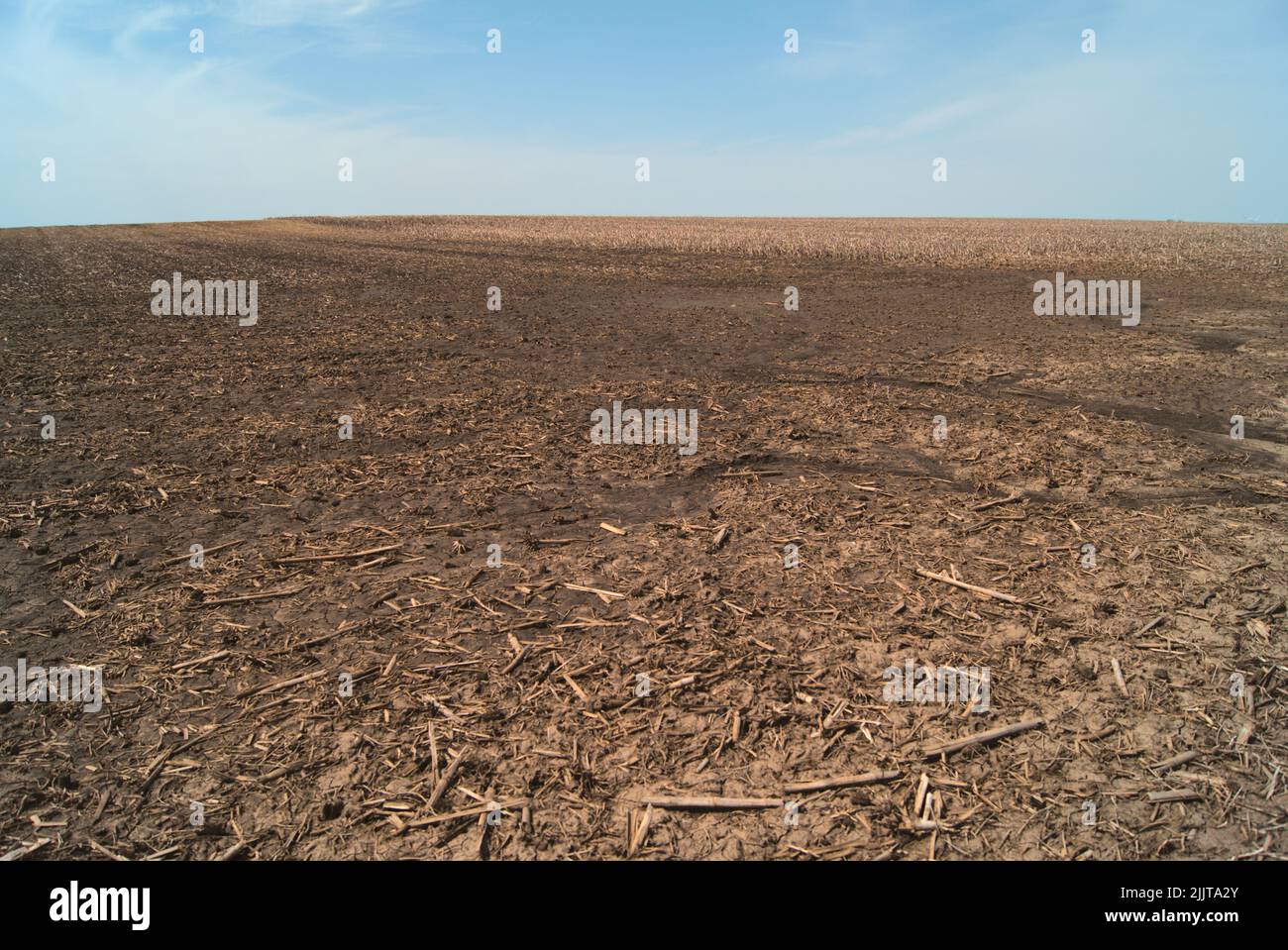 Brown corn hi-res stock photography and images - Alamy