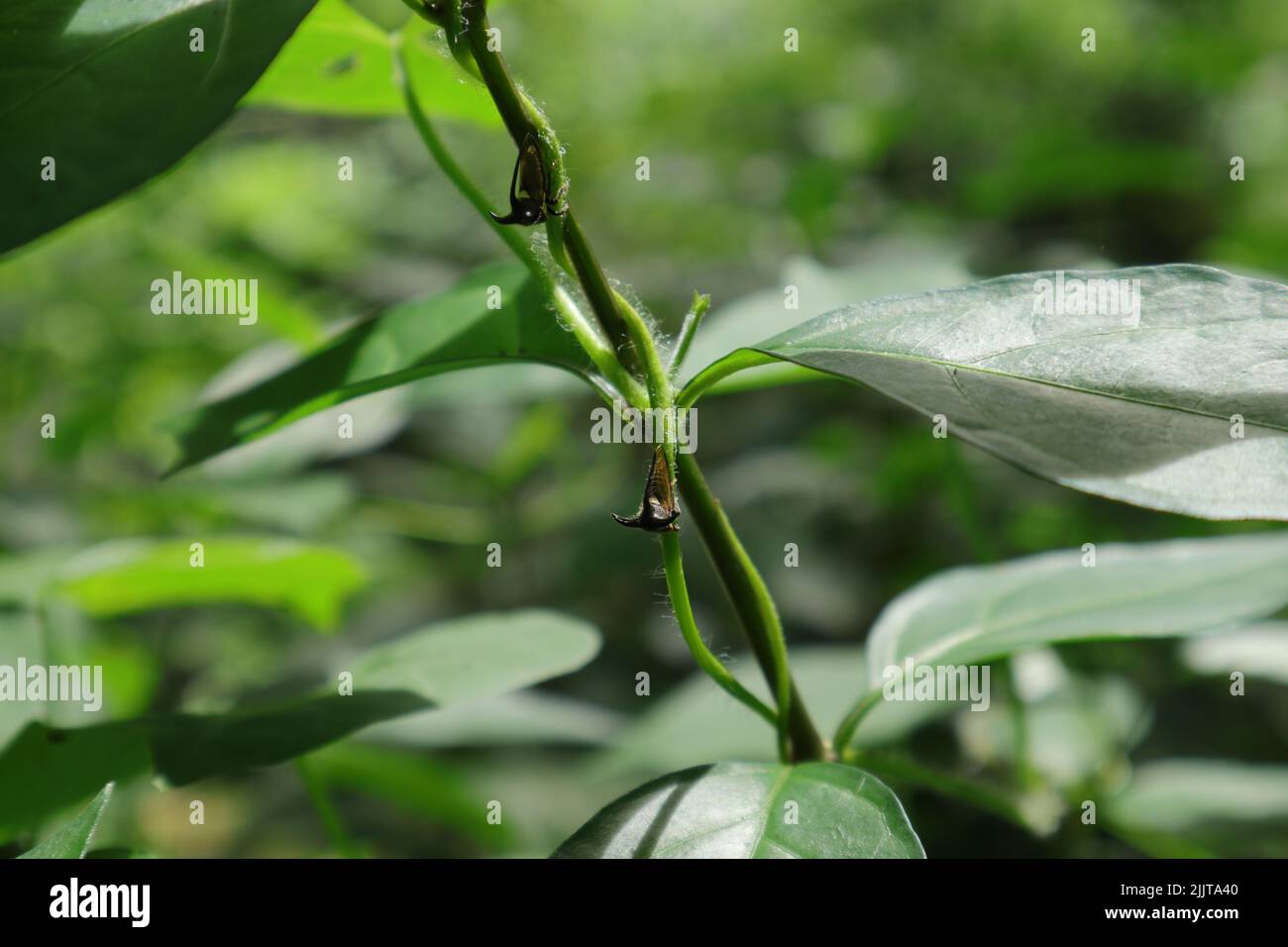 Typical treehopper hi-res stock photography and images - Alamy