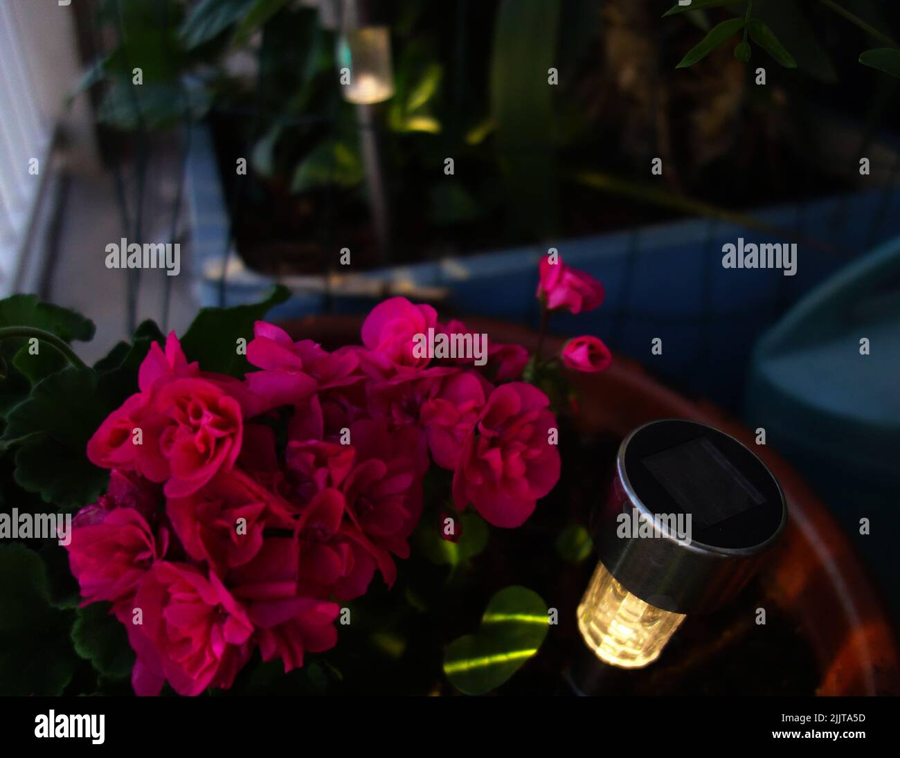 A closeup of beautiful potted red roses in an indoor garden Stock Photo ...