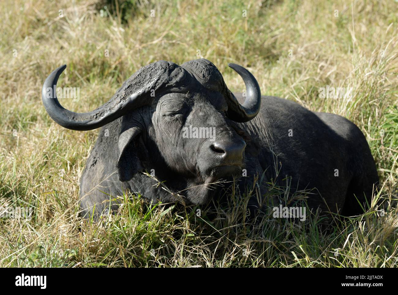 Adult male animal, African Savanna Buffalo, Syncerus caffer, looking ...
