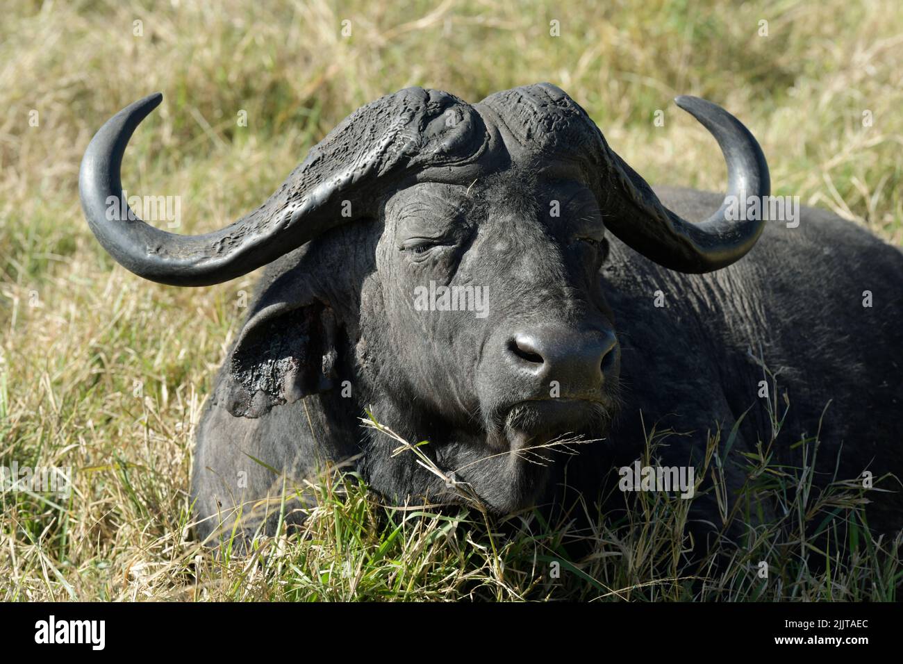 Adult male animal, African Savanna Buffalo, Syncerus caffer, looking ...