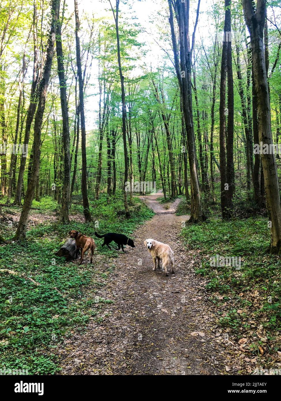 Vertical shot dogs walking hi-res stock photography and images - Alamy