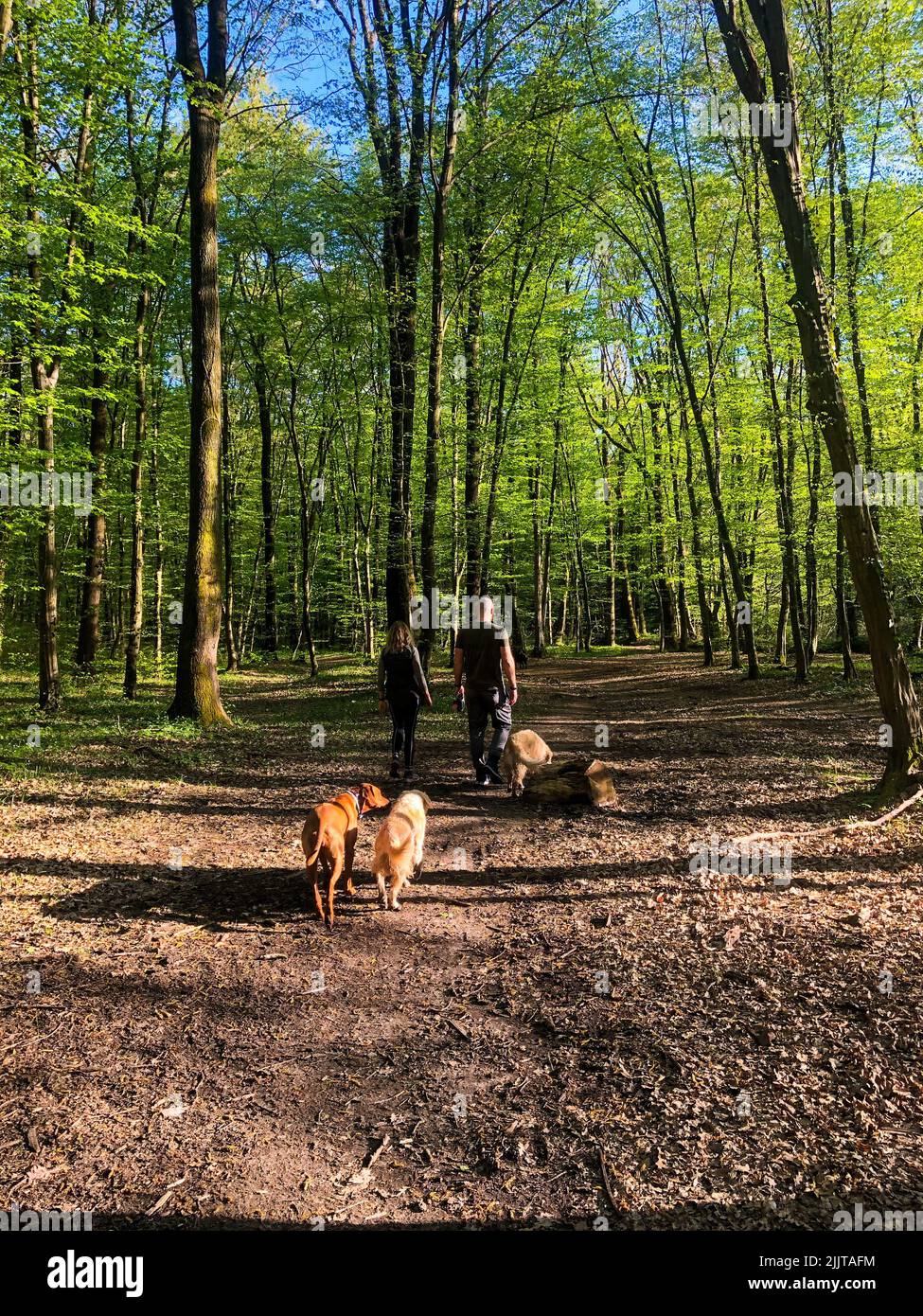 A vertical shot of dogs walking around with their owners on a trail in ...