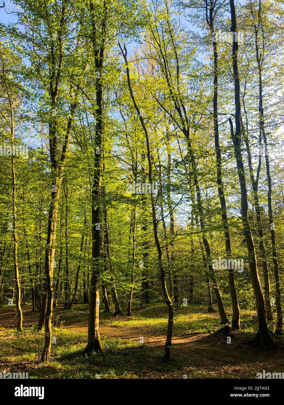 Vertical shot thin tree hi-res stock photography and images - Alamy
