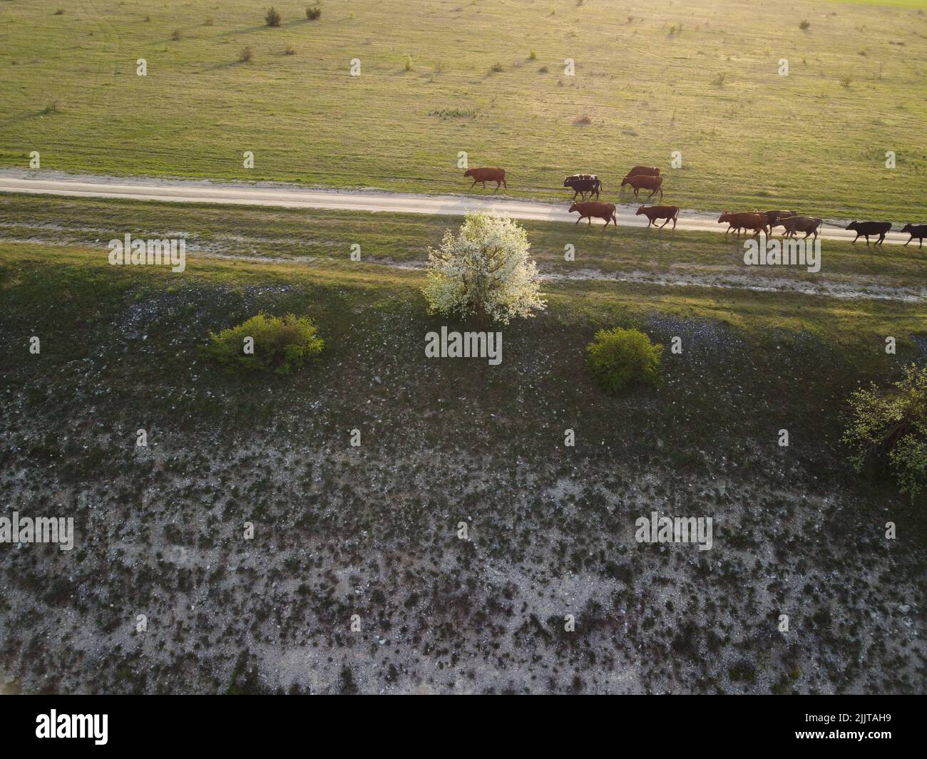 AERIAL: Flying over a small herd of cattle cows walking uniformly down ...