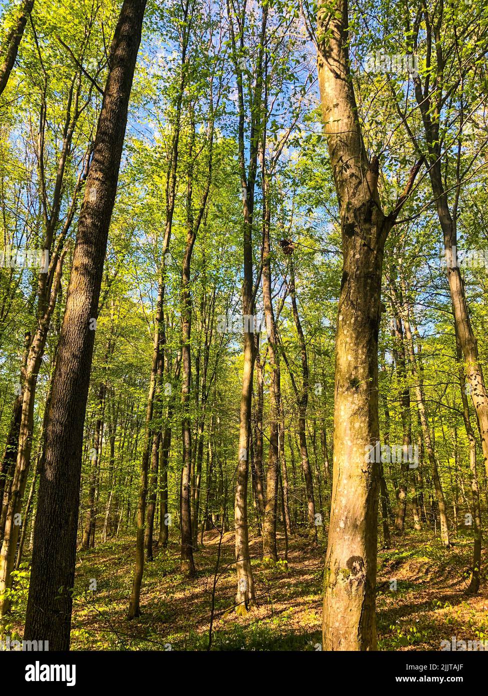Tall thin trees in forest hi-res stock photography and images - Alamy