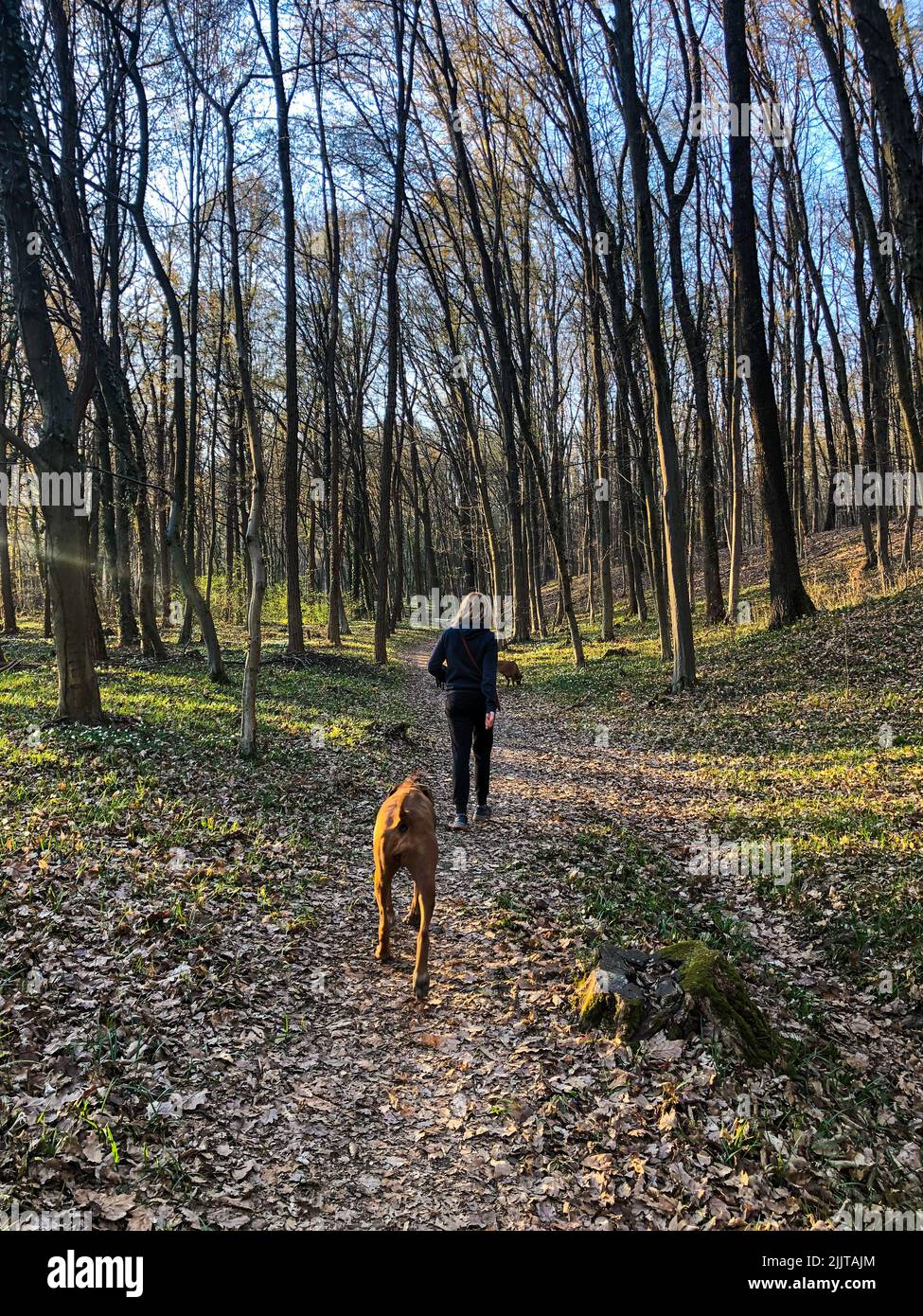 A vertical back view of a person and their dog on a walking trail ...