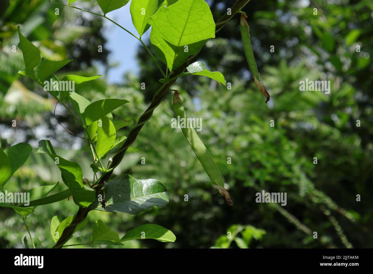 Climbing butterfly pea vine hi-res stock photography and images - Alamy