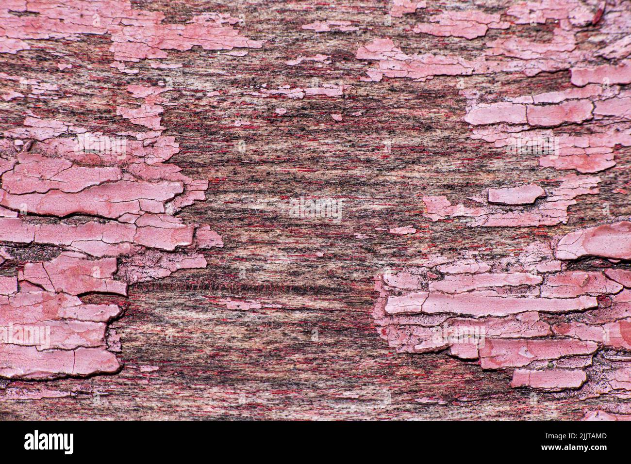 Wooden texture background. Wood old panels. Close-up pink bark of a ...