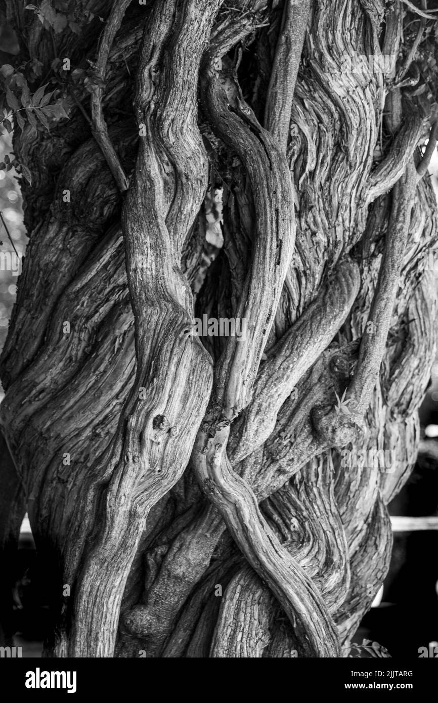 Roots texture hi-res stock photography and images - Alamy