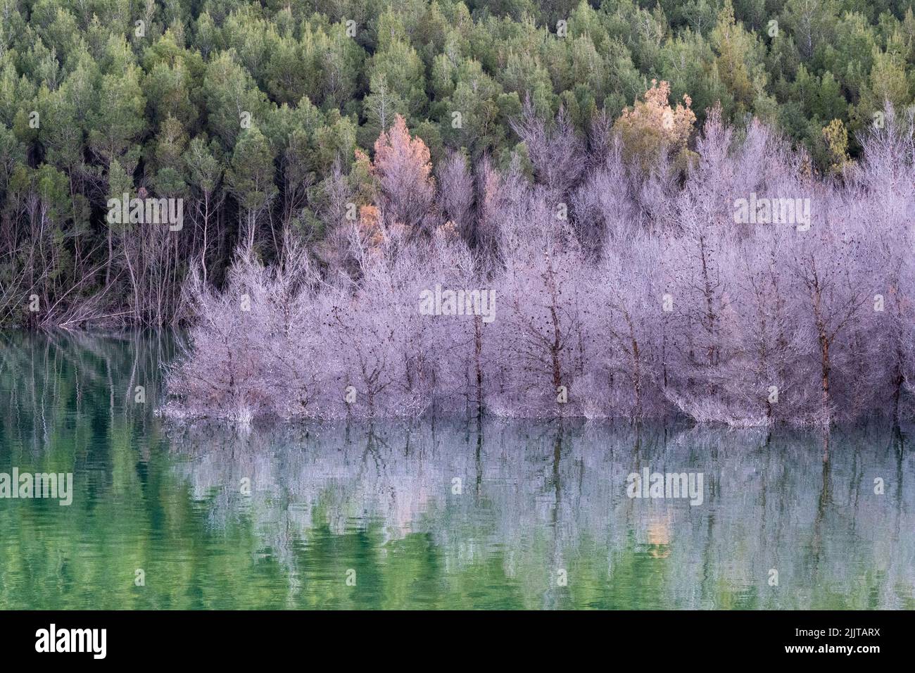 Asteri hi-res stock photography and images - Alamy