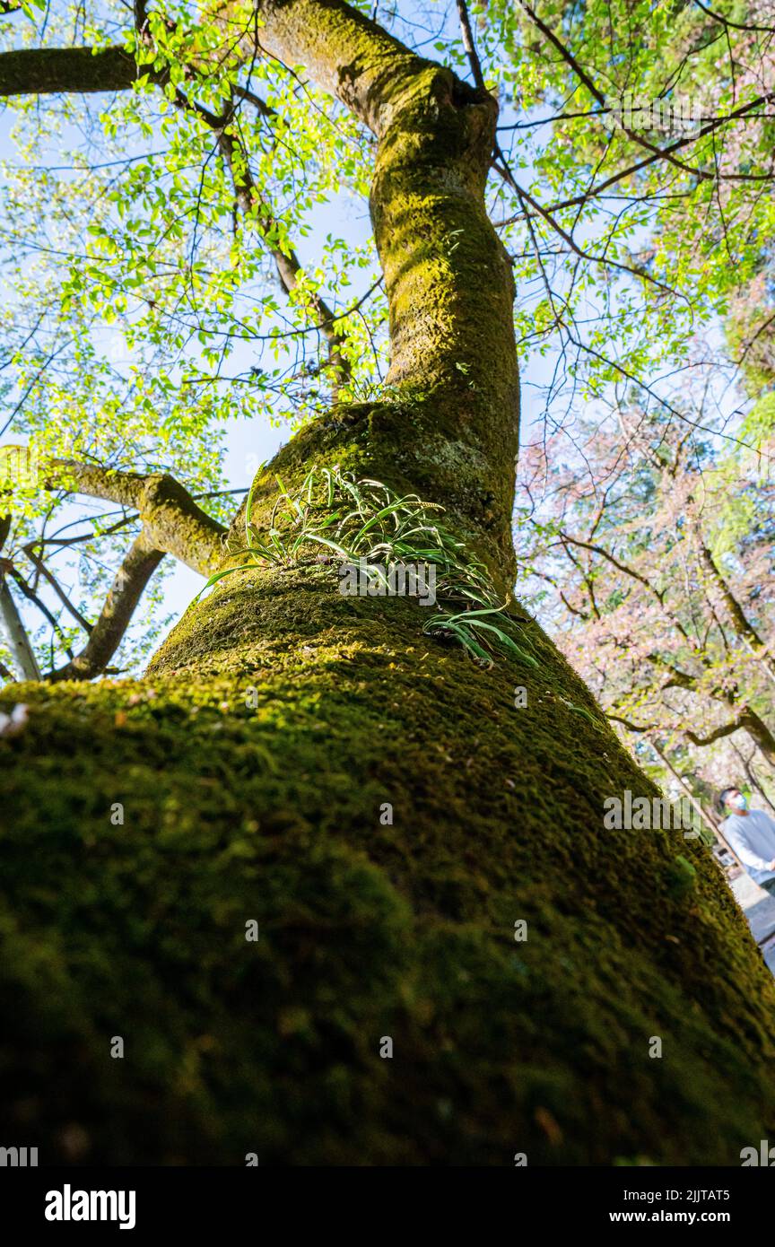 Moss temple hi-res stock photography and images - Alamy