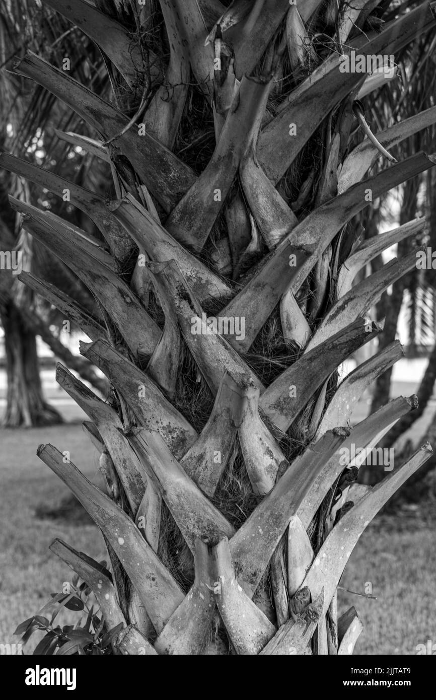A vertical grayscale shot of a banana tree trunk Stock Photo - Alamy