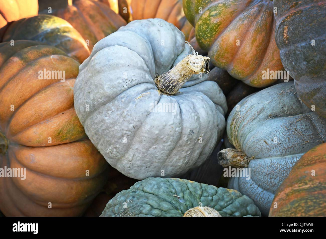Large gray colored 'Jarrahdale' pumpkin in pile Stock Photo - Alamy