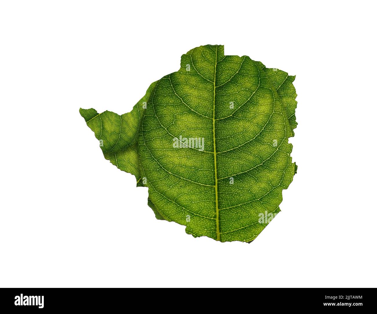 An outline of the Zimbabwe map made of a green leaf on a white ...