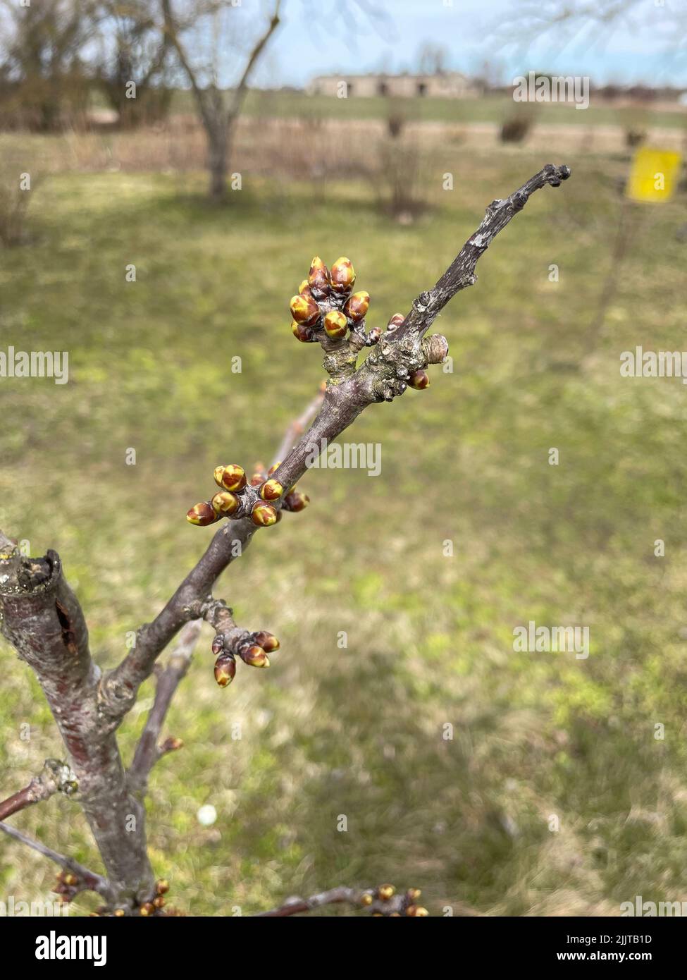 A vertical closeup of a branch of a fruit tree with buds before ...