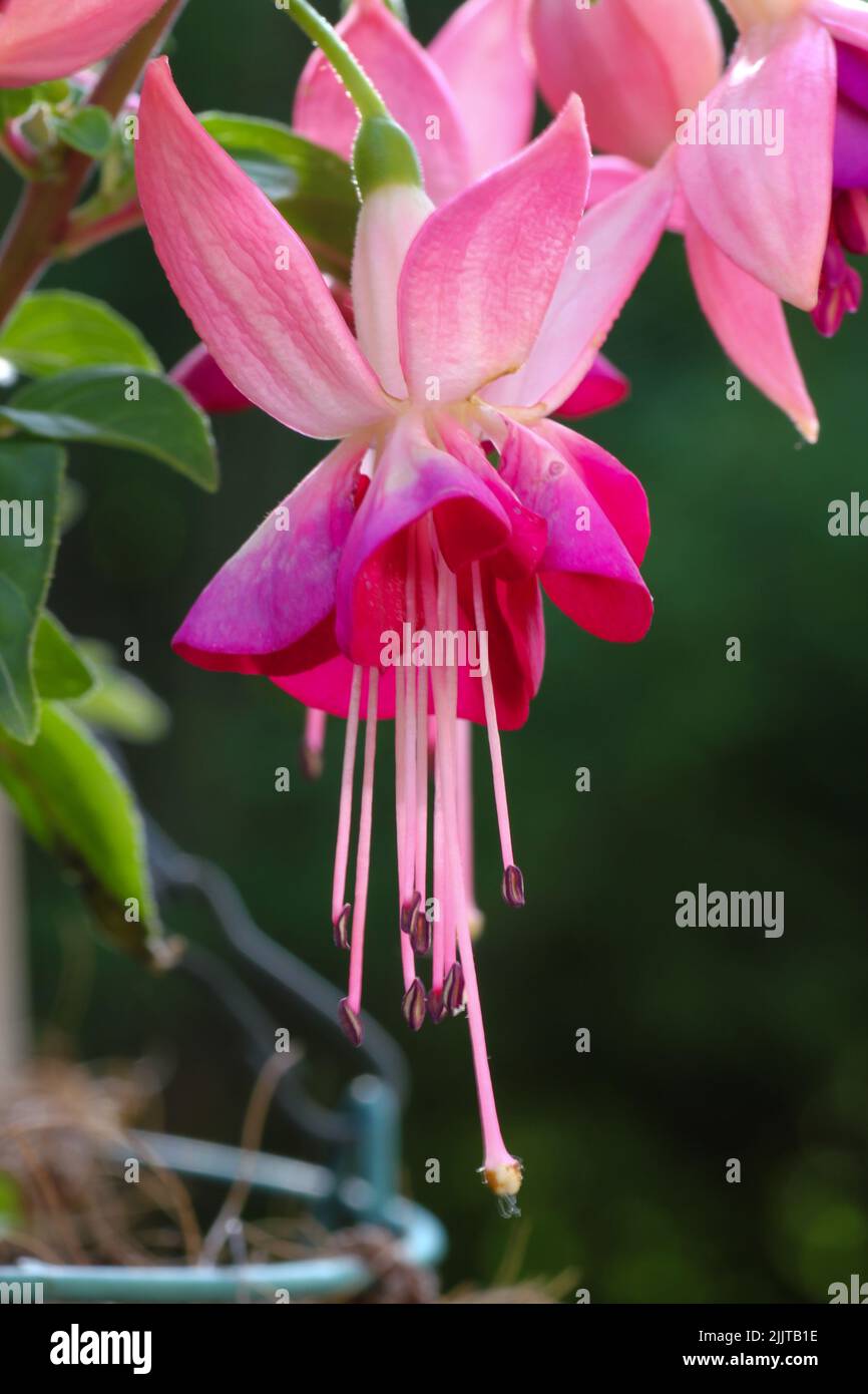 Vertical closeup beautiful pink hi-res stock photography and images - Alamy