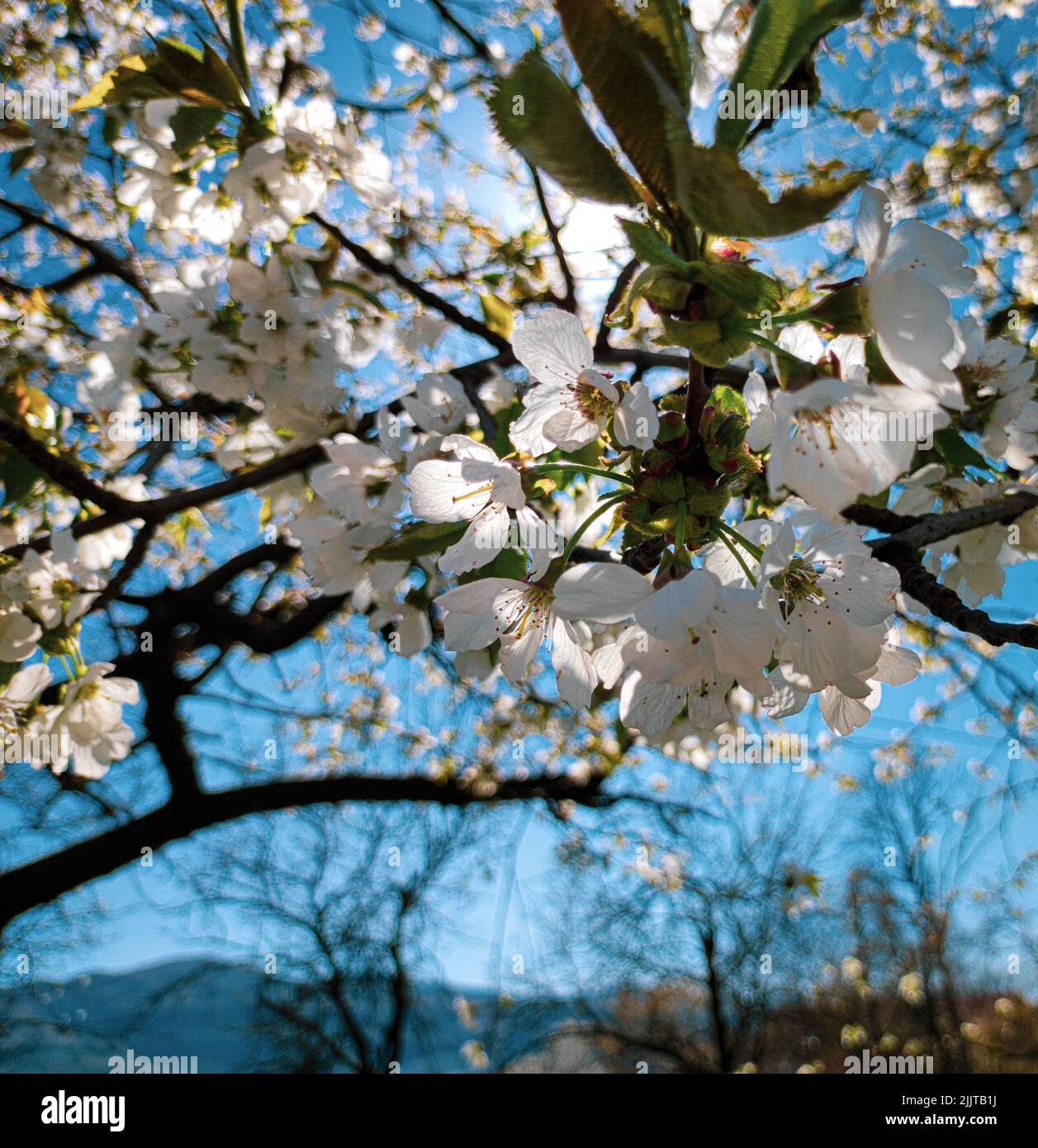 White cherry blossom tree hi-res stock photography and images - Alamy