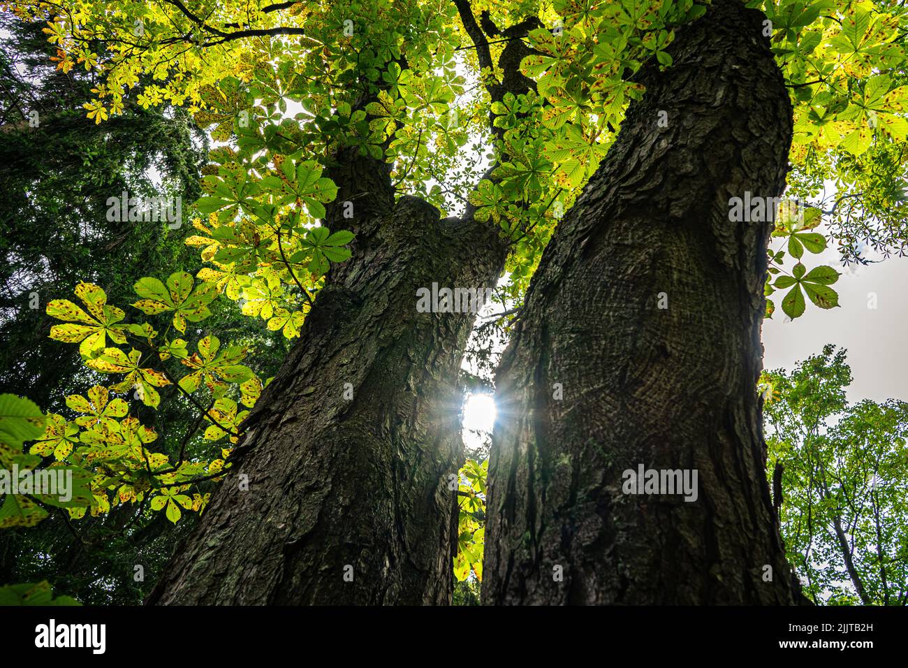 Chestnut tree in the sunshine in the mountain health spa park Stock ...