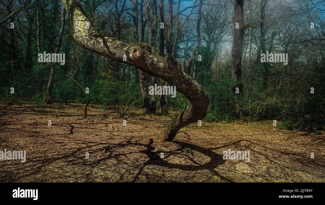 Crooked forest hi-res stock photography and images - Alamy