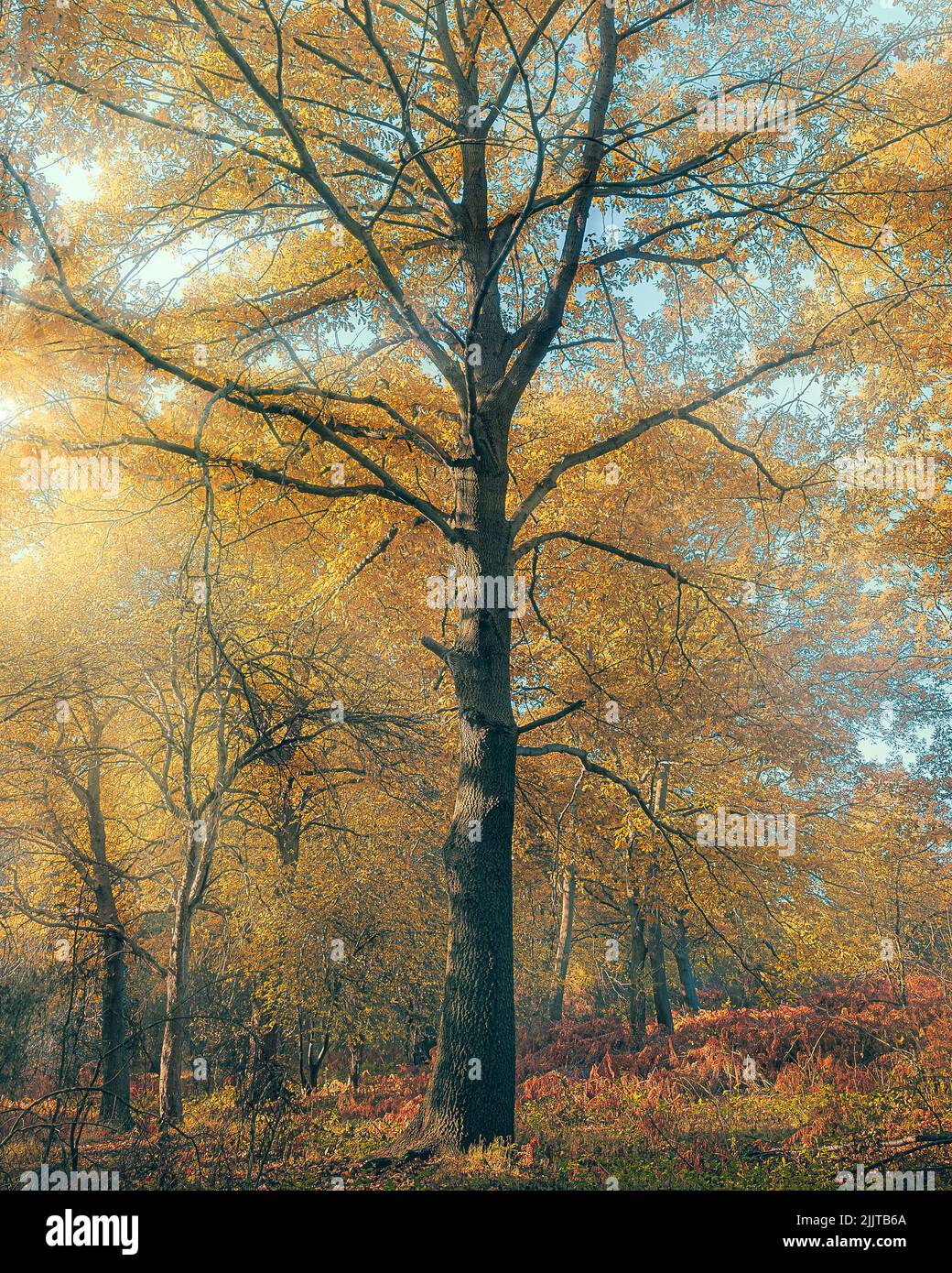 A vertical shot of a beautiful tree with yellow branches in a forest in ...