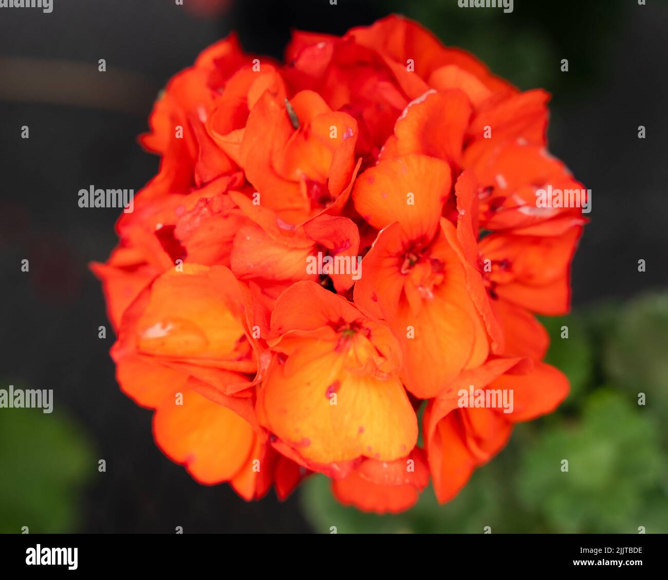 Zonal geranium hi-res stock photography and images - Alamy