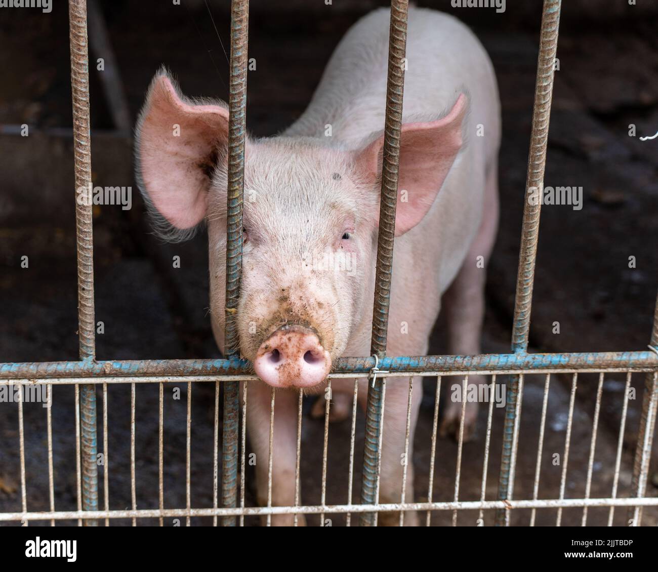 Large white pig hi-res stock photography and images - Alamy