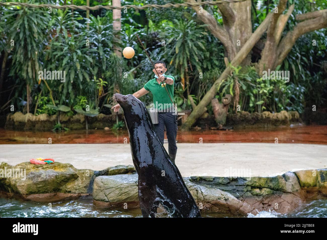 A trainer training the sea lion in the Singapore Zoo Stock Photo - Alamy