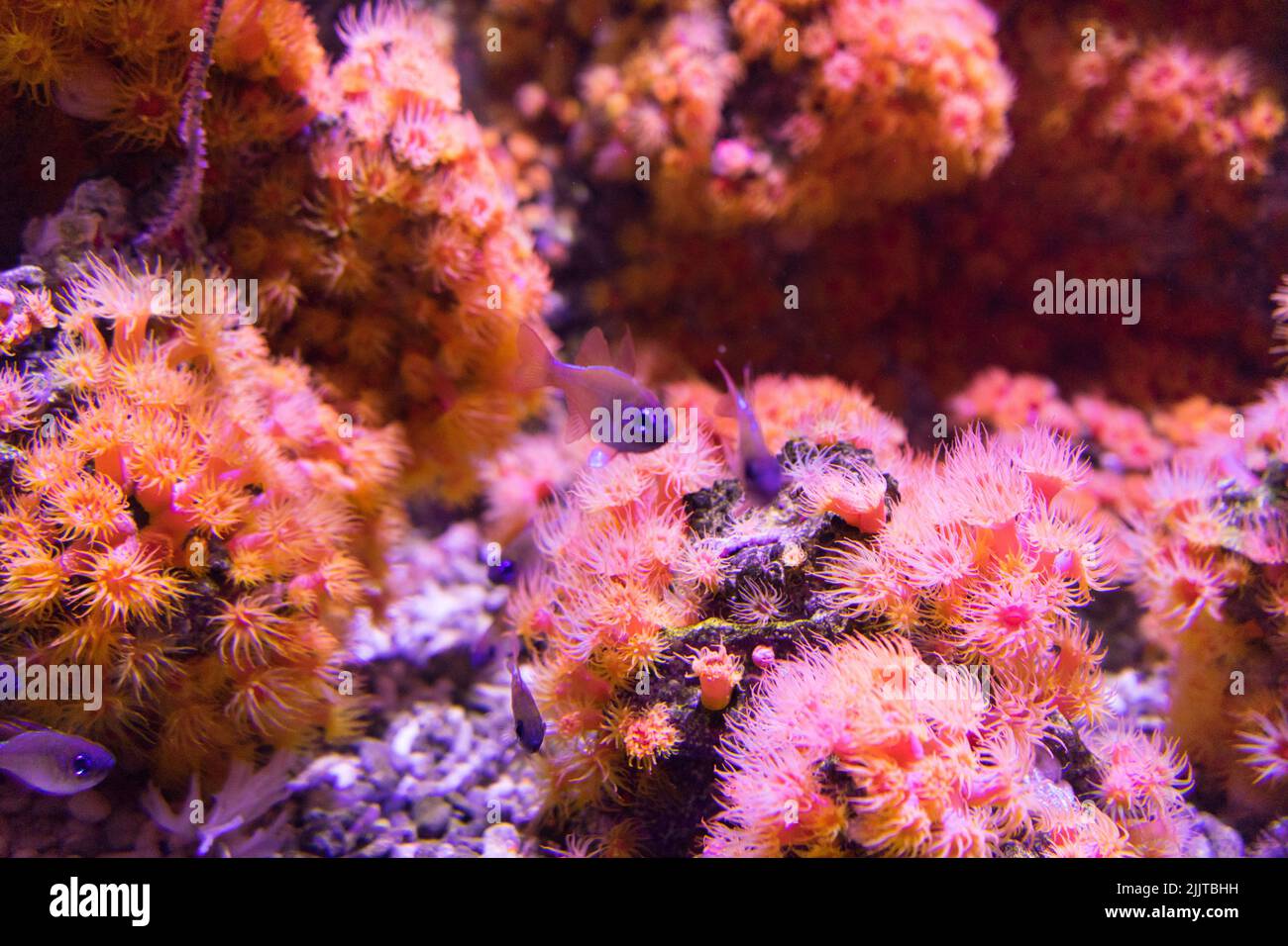 Beautiful colorful Sea anemone marine underwater Stock Photo - Alamy