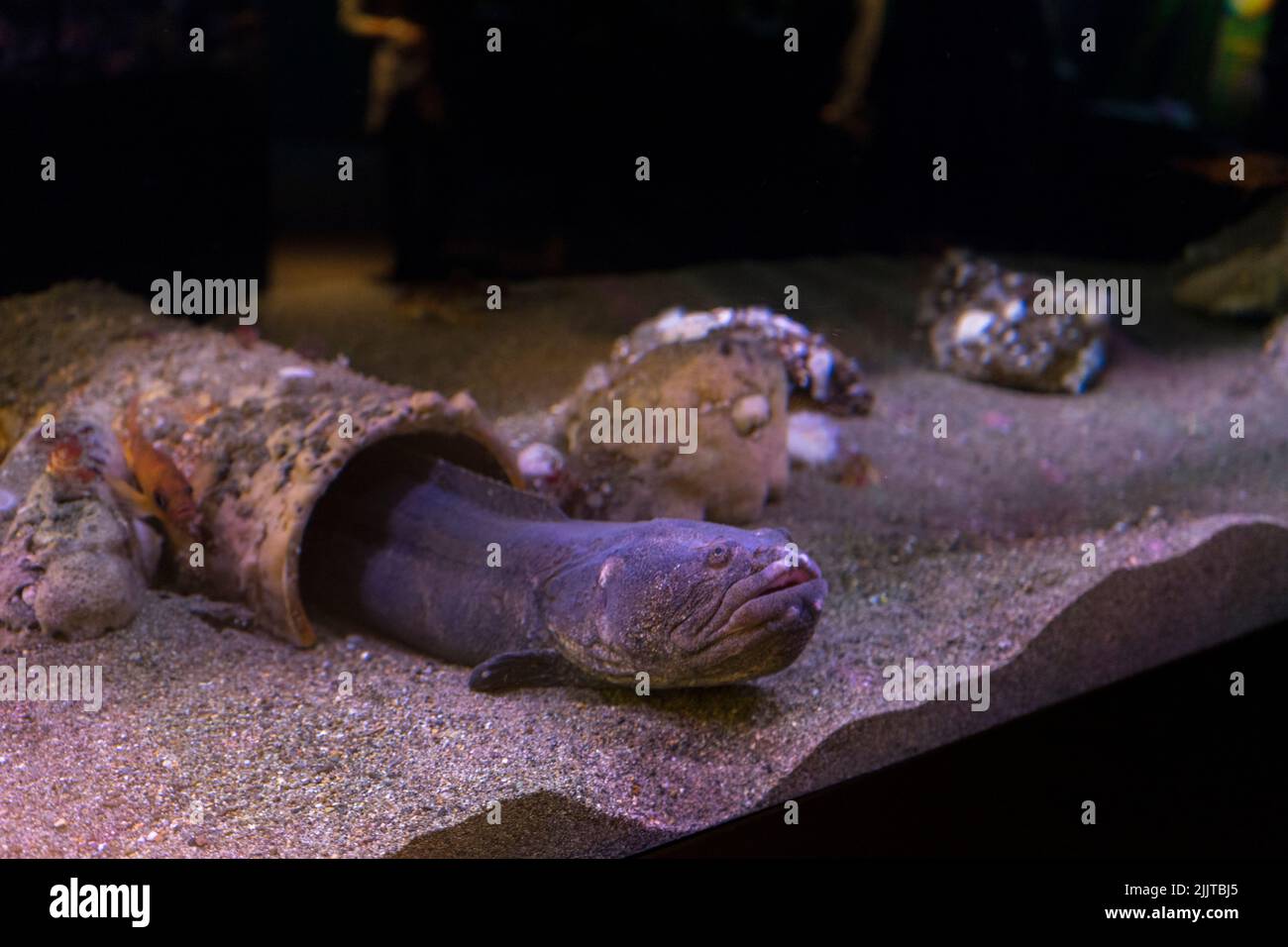A Muraena fish inside a stone coral reefs underwater Stock Photo - Alamy