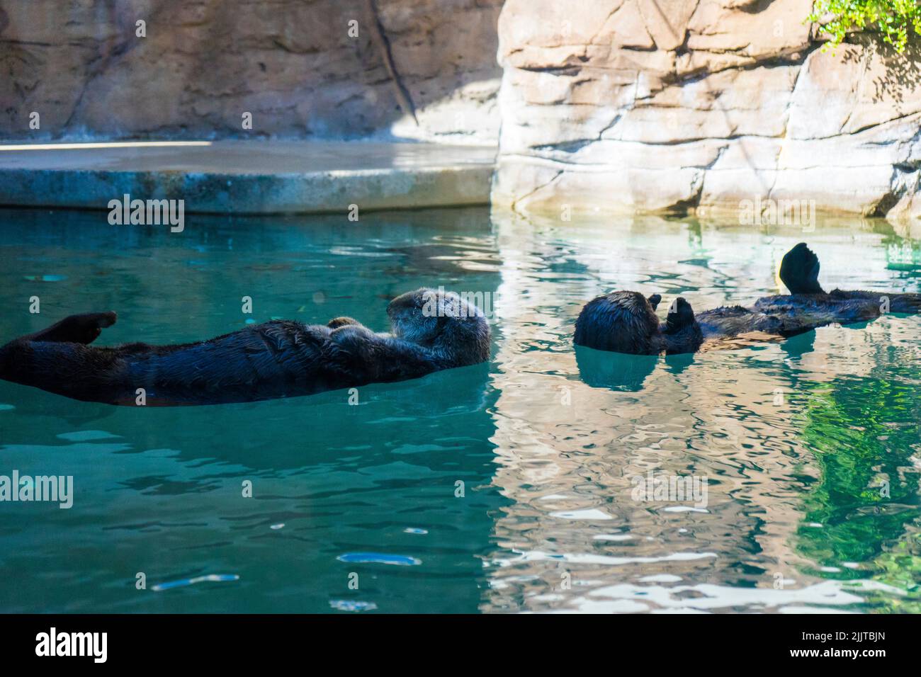 two Sea otters animals swimming in the blue water under sunny rocky ...