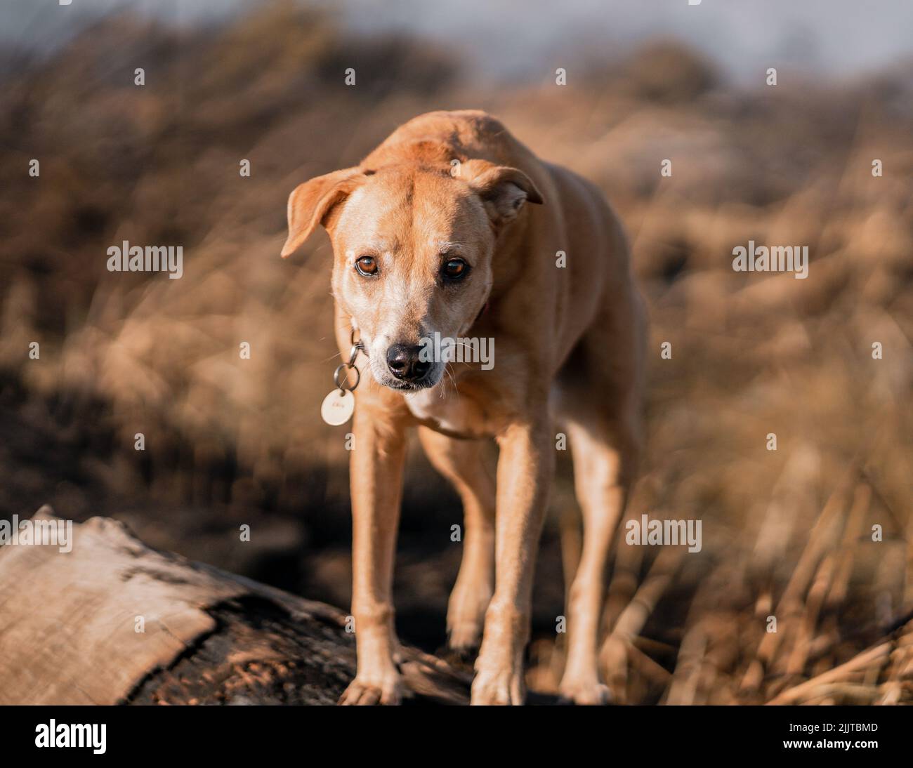 Africanis hi-res stock photography and images - Alamy