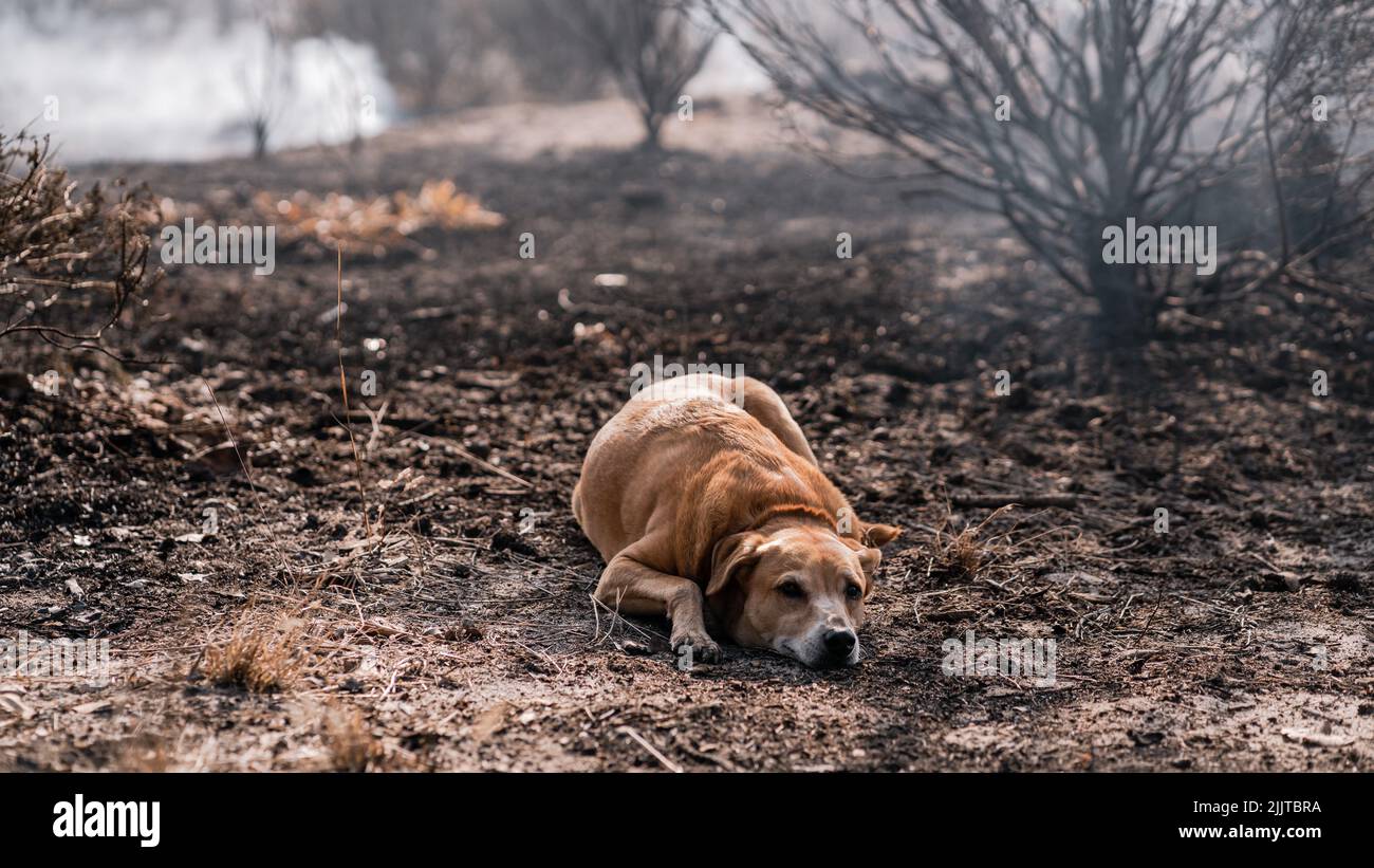 Brown homeless street dog hi-res stock photography and images - Alamy