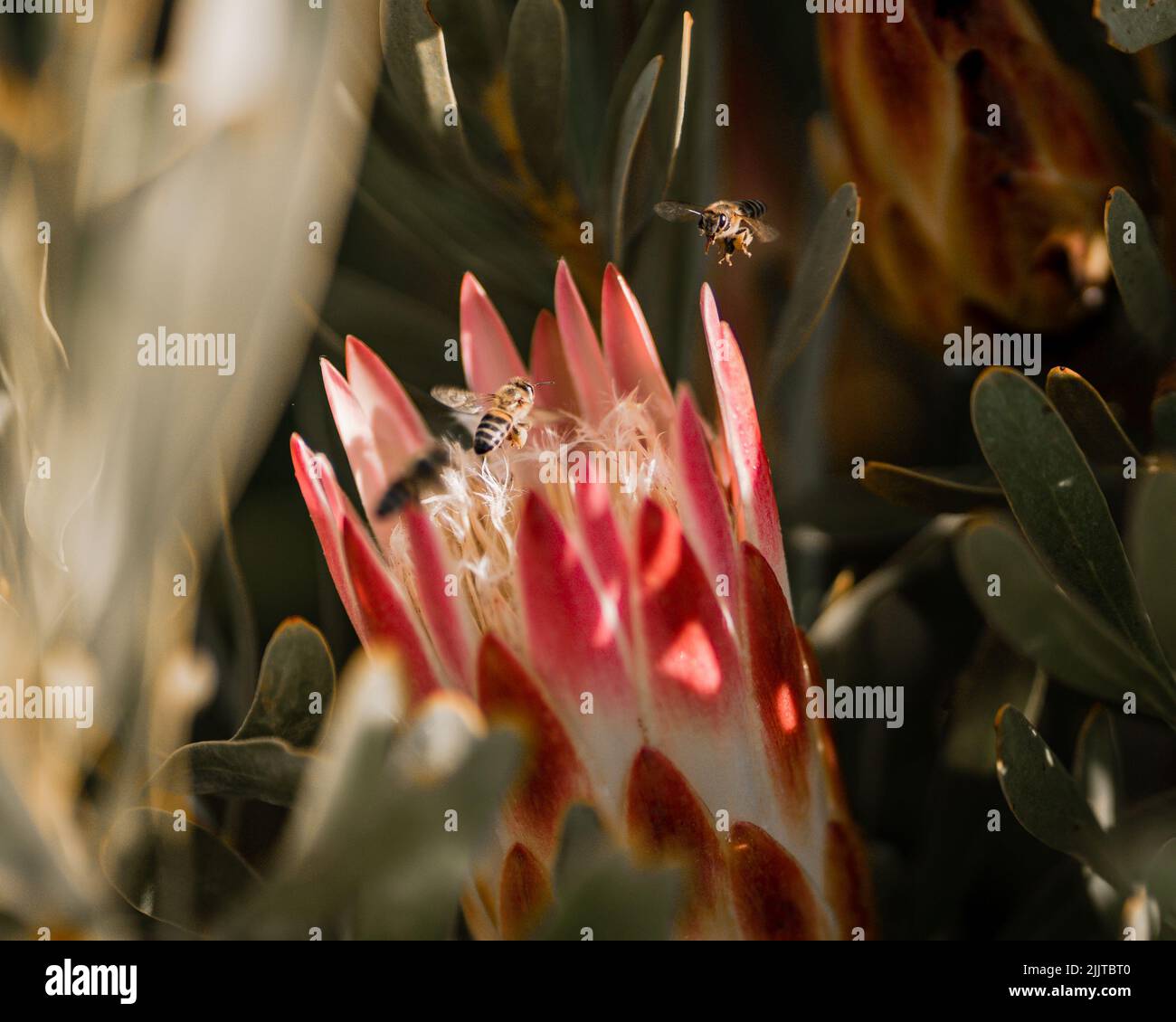 King protea flower hi-res stock photography and images - Alamy