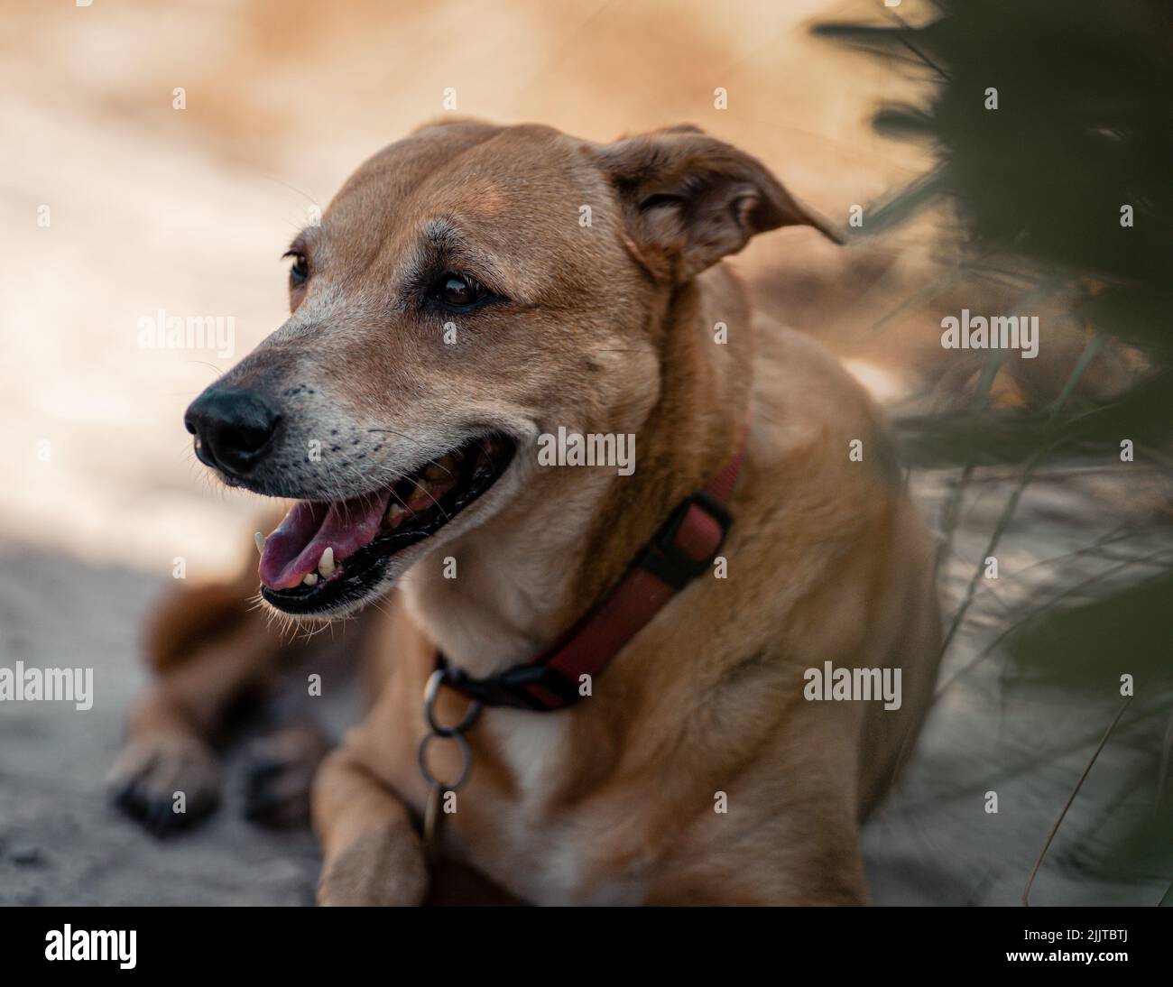 Africanis hi-res stock photography and images - Alamy