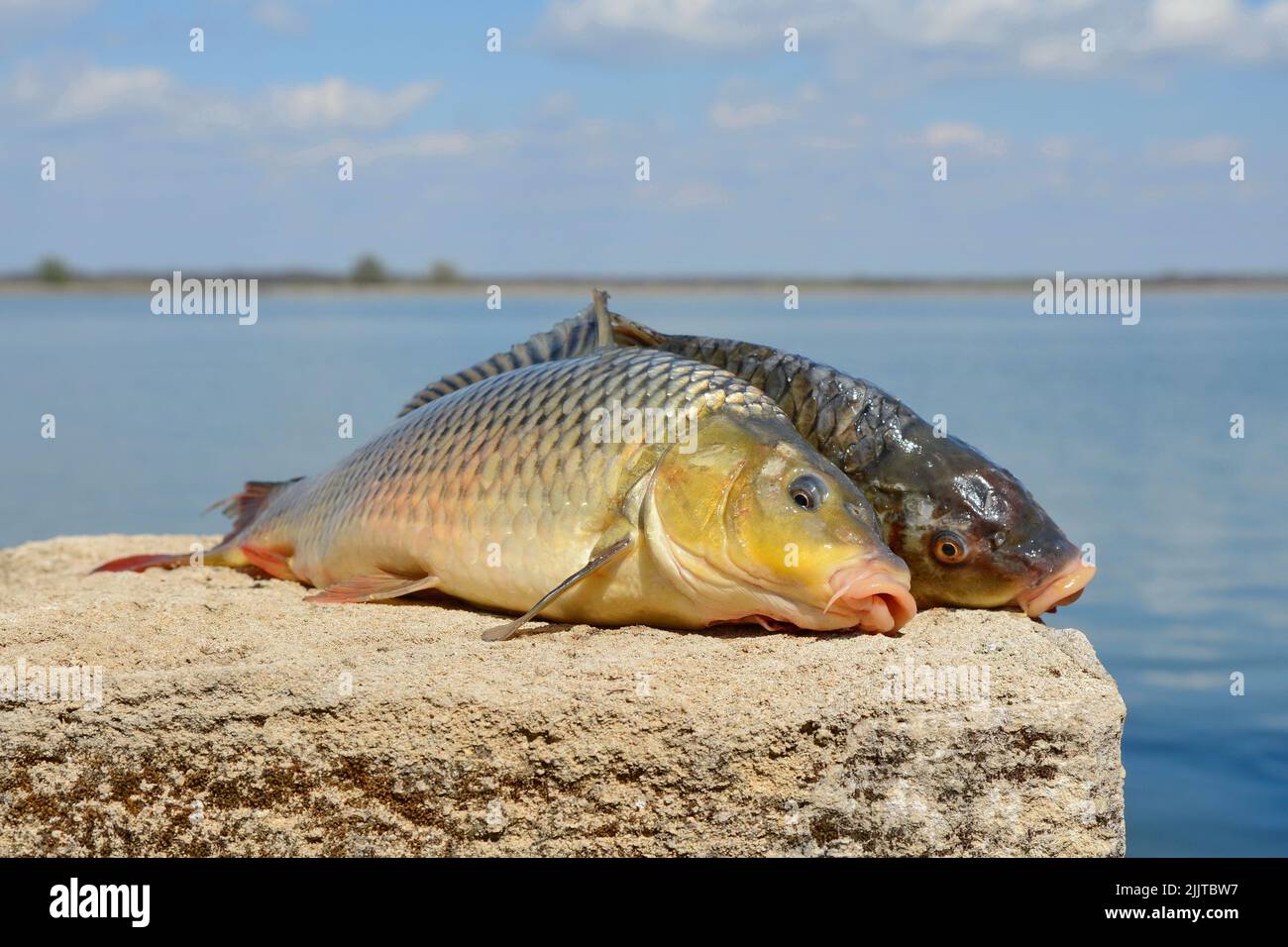 Freshwater fish just taken from the water. Several carp fish on the ...