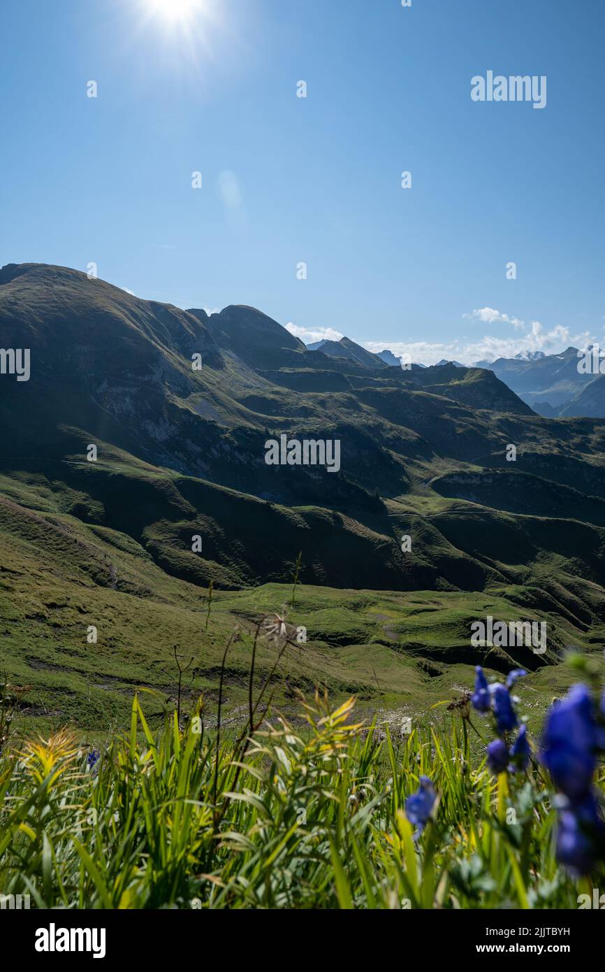 The beautiful Allgau Alps with blue gentians in the foreground in ...